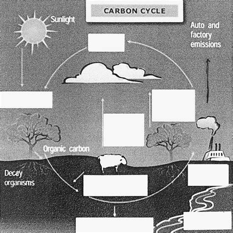 Schaubild „carbon Cycle Quizlet