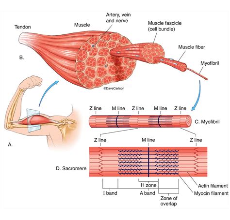 Human Muscle Structure Anatomy