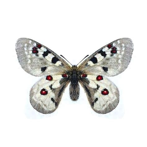 Arisbe Macareus Palawanicola Biomes