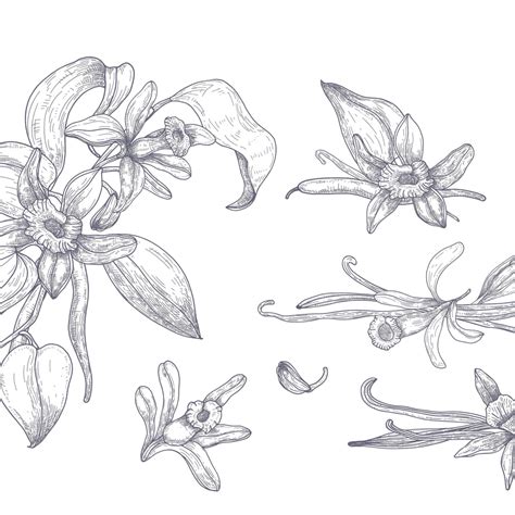 The Fascinating History Of The Vanilla Bean Vanilla Bean Kings