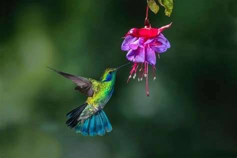 Colorful Hummingbird Photography