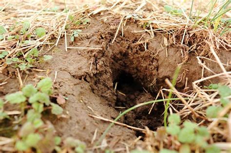 How To Get Rid Of Voles And Keep Them Away From Your Property