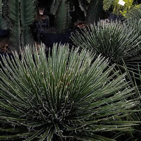 Agave Geminiflora Care Growing The Twin Flower Agave