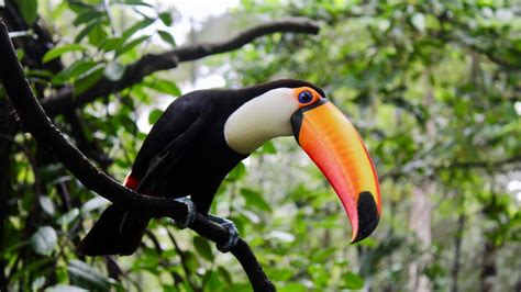 Discover The Brightly Colored Toco Toucan Wildlife Explorers