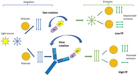 Fluorescence Polarization Assay For Infection Diagnostics A Review
