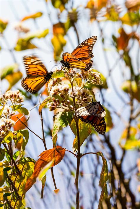 Mariposa Monarca 5 Santuarios En Michoacán Y En El Estado De México