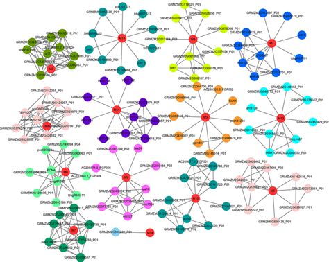 Protein Protein Interaction Networks Of 14 Candidate Genes The Nodes Download Scientific