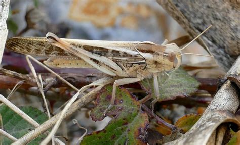 Migratory Locust Facts Diet Habitat And Pictures On Animaliabio