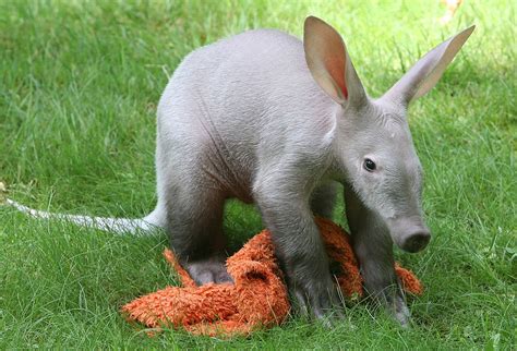 First Ever Birth Of Aardvark In San Diego Marks Zoos History Get To
