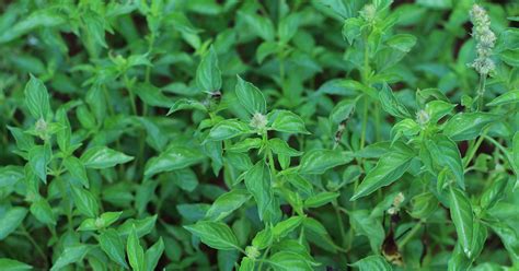 Lime Basil Growing And Care Guide The Garden Magazine