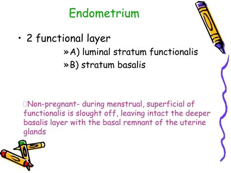 Ppt Histology Of The Female Reproductive System Powerpoint