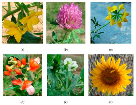 Examples Of Terrestrial Plant Species Recommended For Ecotoxicity