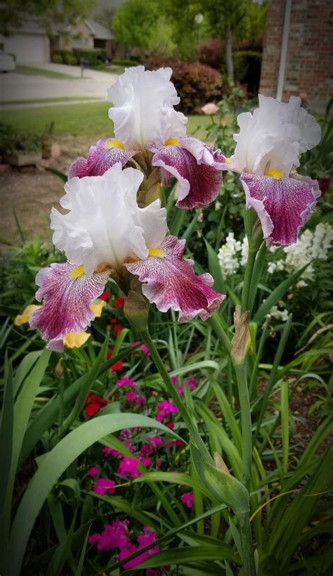 Tall Bearded Iris Iris Thundering Ovation In The Irises Database