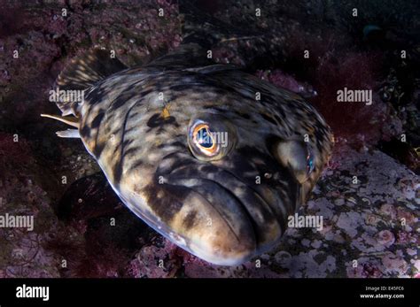 Atlantic Halibut Hippoglossus Hippoglossus Portrait Saltstraumen