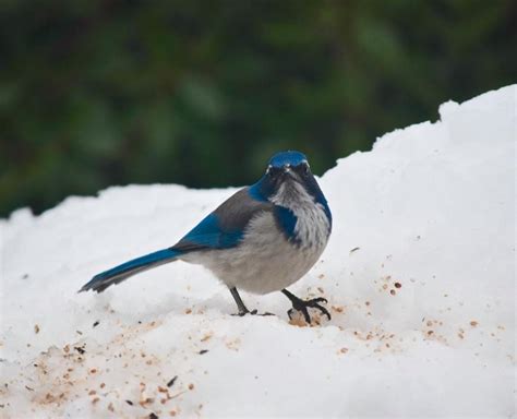 A Trip To Sisters Karen Zacharias