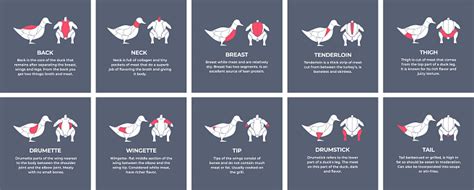 고기 시체 오리 거위 닭고기를 자르는 가이드 정육점 오리 고기 가이드 가금류에 대한 스톡 벡터 아트 및 기타 이미지 가금류