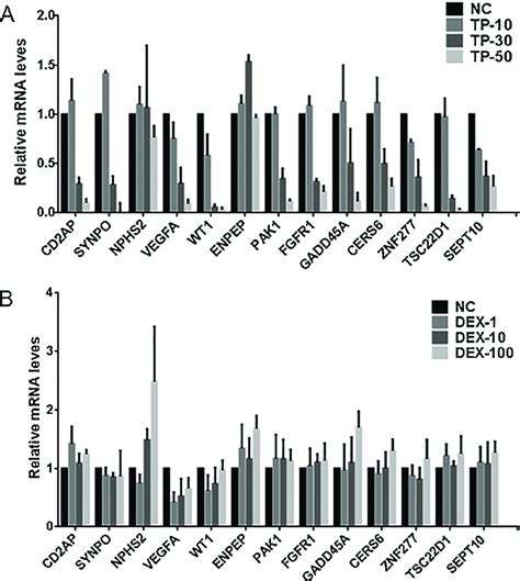 Triptolide A But Not Glucocorticoid B Severely Downregulated The Download Scientific