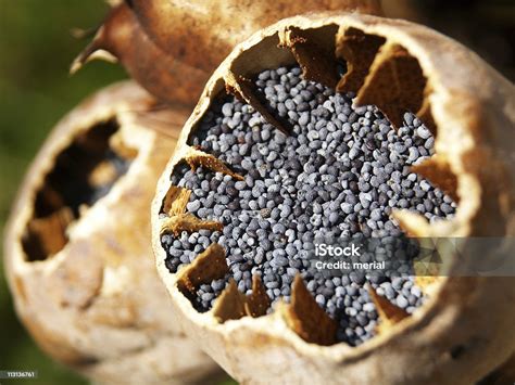 Biji Poppy Foto Stok Unduh Gambar Sekarang Kodeina Opium Poppy Bunga Poppy Panen Istock