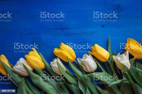 메시지에 대 한 공간을 가진 파란 나무 배경에 튤립의 행 여자의 또는 어머니의 날 배경입니다 상위 뷰 0명에 대한 스톡 사진 및 기타 이미지 Istock