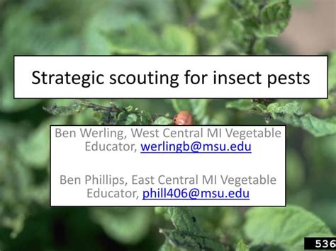 Scouting Activity Pdf