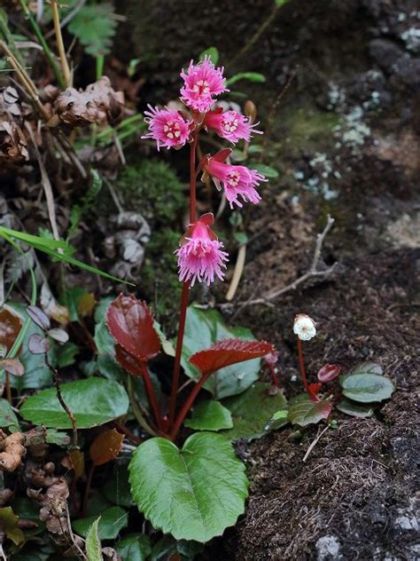 山野の花実北信と周辺 里山ヒメイワカガミ