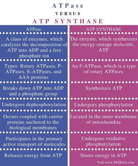 What Is The Difference Between ATPase And ATP Synthase Pediaa