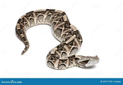 Gaboon Viper Bitis Gabonica Rhinoceros Is Among The Largest Poisonous