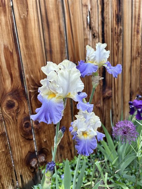 Iris ‘gilt Edged Bond R Irisplants