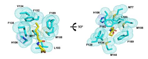 Fig S6 Enzymatic Activity Assay The Activity Of Wild Type Aidh And