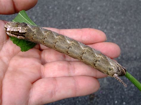 ピーマンの葉を食べていた大きなイモムシ 昆虫ブログ むし探検広場