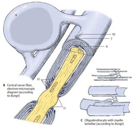 Structure Of The Myelin Sheath In The Cns The Nerve Fiber