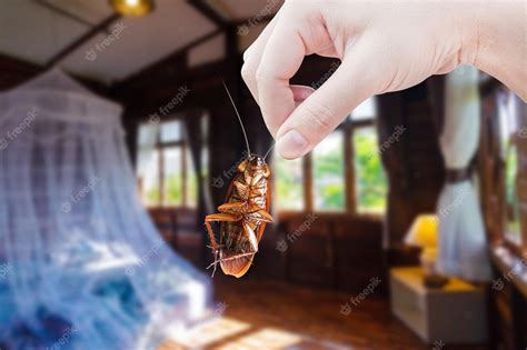 Premium Photo Hand Holding Cockroach At Room In House Background