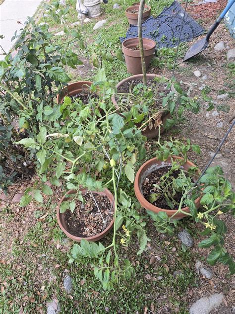 Meet Audrey Ii Dining And Cooking