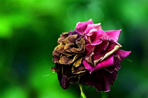 장미 꽃 시든 Pixabay의 무료 사진 Pixabay