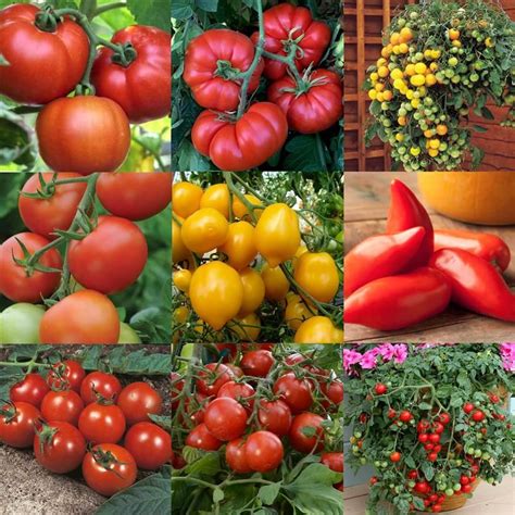 Tom Bola Nursery Choice Of Six Different Tomato Plants