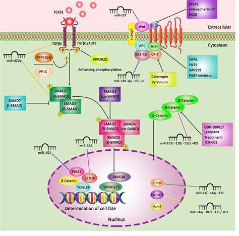 Figure 1 From Role Of Non Coding Rnas In Modulating The Response Of Cancer Cells To Paclitaxel