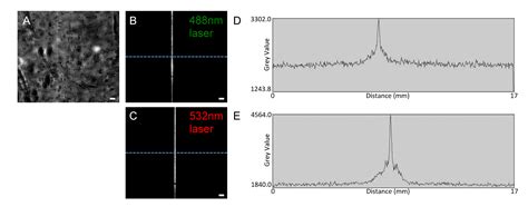 A Customized Light Sheet Microscope To Measure Spatio Temporal Protein