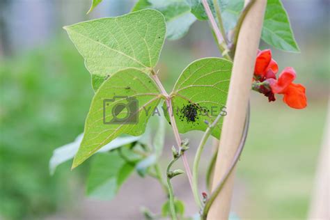 Blackfly Aphids On A Runner Bean Leaf By Sarahdoow Vectors