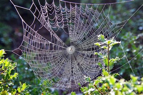 Cobweb Spiders Wrap Prey With Diverse Silk Proteins Expanding Silk