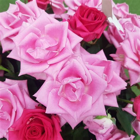 핑크장미 꽃말 색발별로 네이버 블로그