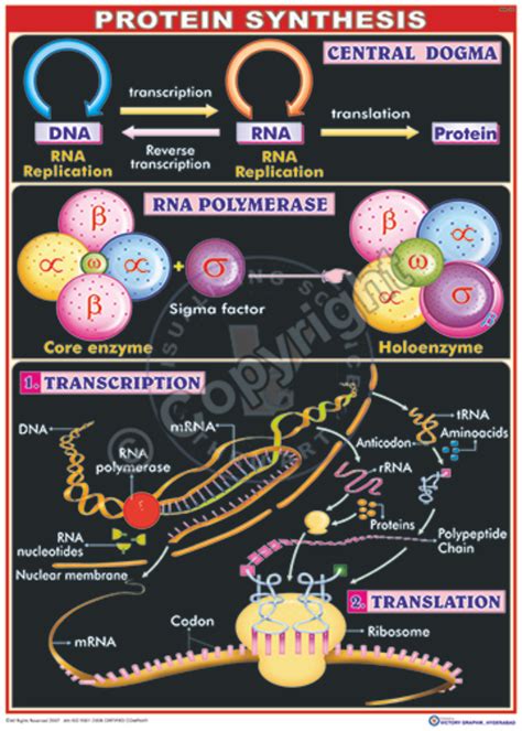Protein Synthesis Diagram With Labels Protein Synthesis Diag
