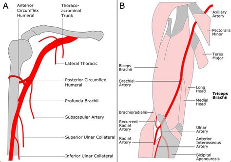 Anatomy Radial Artery