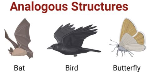 Week 11 1028 111 Echinoderms Chordates And Fishes Flashcards Quizlet