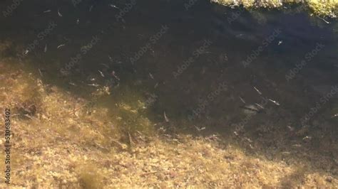 Brine Shrimp Artemia Salina In Hypersalted 50 Ppm Reservoir Swims