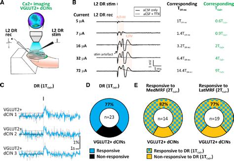 L2 Vglut2 Dcins Are Extensively Recruited By Segmental Sensory Inputs Download Scientific