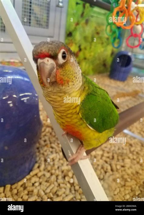 A Close Up Of A Green Cheek Conure A Beautiful Small Parrot In Its