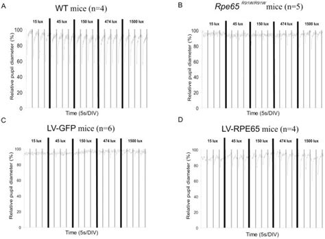 Plr Was Measured Following Stimulation With Increasing Light