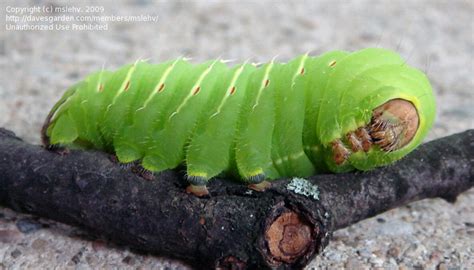 Bug Pictures Polyphemus Moth Antheraea Polyphemus By Kev1701e