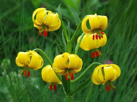 Защитените растения в България Novinite Eu