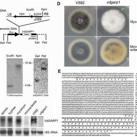 Disease Symptoms And T Dna Border Sequences Of Pathogenicity Mutants Download Scientific